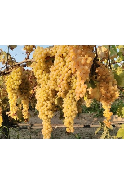 Bursa Tarım Sultani Çekirdeksiz Üzüm Fidanı Bursa Tarım Sultani Çekirdeksiz Üzüm Fidanı