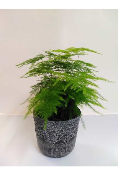 Sevgisera Kuşkonmaz Asparagus Salon Tülü-Ev Bitkisi-Ofis Bitkisi-Iç Mekan Bitkisi Sevgisera Kuşkonmaz Asparagus Salon Tülü-Ev Bitkisi-Ofis Bitkisi-Iç Mekan Bitkisi