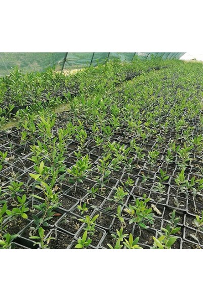 Net Tarım 28 Adet Ispanyol Arbequina Bodur Zeytin Fidanı 1 Yaşlı 30-60 cm Net Tarım 28 Adet Ispanyol Arbequina Bodur Zeytin Fidanı 1 Yaşlı 30-60 cm