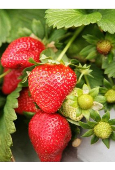 Net Tarım 100 Adet Rubygem Açık Köklü Frigo Yediveren Çilek Fidan Fidesi Net Tarım 100 Adet Rubygem Açık Köklü Frigo Yediveren Çilek Fidan Fidesi