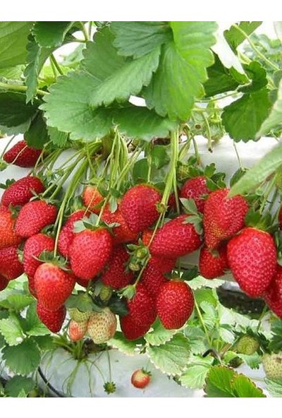 Net Tarım 600 Adet Albion Açık Köklü Frigo Taze Yediveren Çilek Fidan Fidesi Net Tarım 600 Adet Albion Açık Köklü Frigo Taze Yediveren Çilek Fidan Fidesi