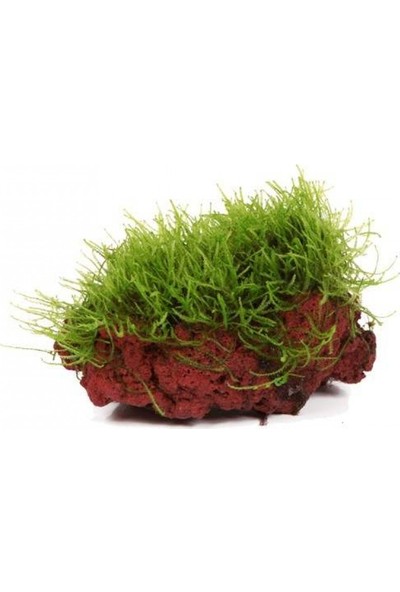 Akvaryum Bitkileri Moss Akvaryum Bitkileri Moss