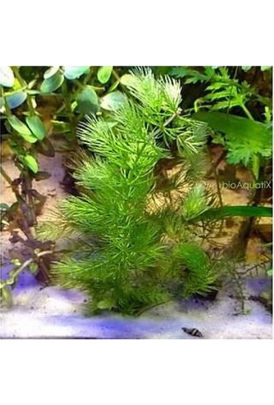 Akvaryum Bitkileri Ceratophyllum Demersum (Çam) 1 Saksı Akvaryum Bitkileri Ceratophyllum Demersum (Çam) 1 Saksı