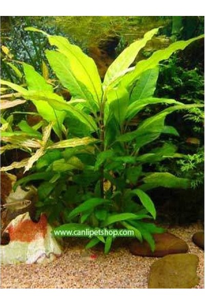 Akvaryum Bitkileri Hygrophila Corymbosa -Limon 5 Kök
