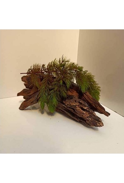 Akvaryum Bitkileri Mango Köküne Sarılı Çam Bitkisi Akvaryum Bitkileri Mango Köküne Sarılı Çam Bitkisi