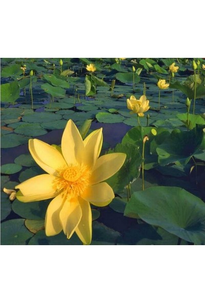 Akvaryum Bitkileri Nilüfer Nuphar Japonica