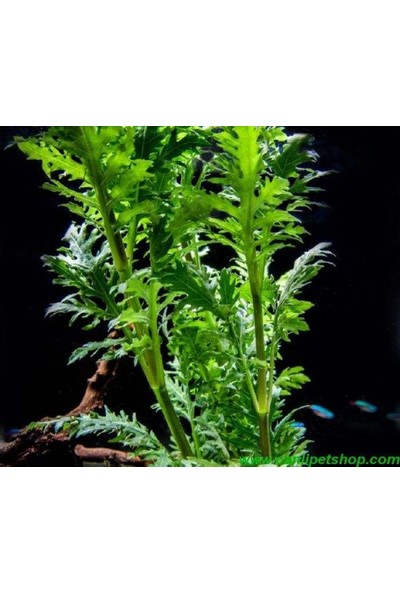 Akvaryum Bitkileri Hygrophila Difformis (Çınar) 10 Kök 10-15 cm Akvaryum Bitkileri Hygrophila Difformis (Çınar) 10 Kök 10-15 cm
