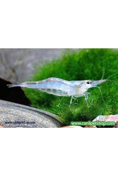 Canlı Petshop Hayalet Karides 20 Adet 1-1,5 cm Canlı Petshop Hayalet Karides 20 Adet 1-1,5 cm