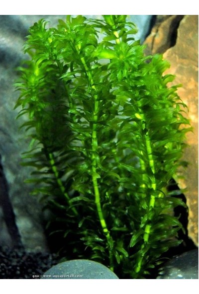 Akvaryum Bitkileri Elodea Densa(Egeria) 1 Saksı Akvaryum Bitkileri Elodea Densa(Egeria) 1 Saksı