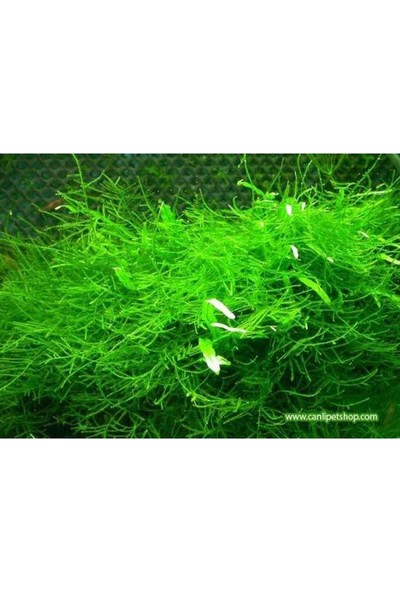 Akvaryum Bitkileri Moss Akvaryum Bitkileri Moss