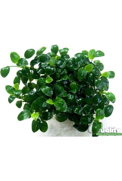 Canlı Petshop Anubias Barteri Var Petite 1 Ad Canlı Petshop Anubias Barteri Var Petite 1 Ad