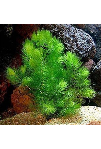 Akvaryum Bitkileri Ceratophyllum Demersum(Çam) 2 Pet