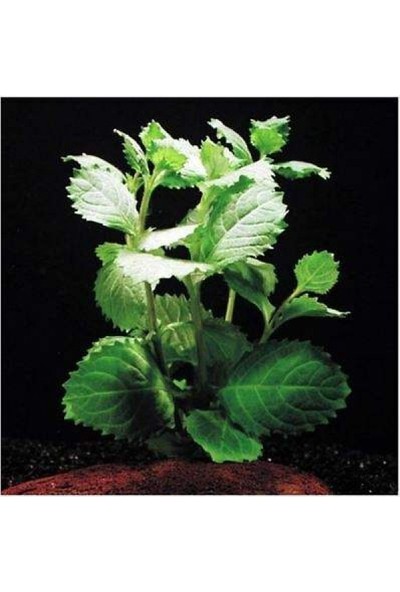 Canlı Petshop Hygrophila Difformis (Çınar) 2 Kök 10-15 cm Canlı Petshop Hygrophila Difformis (Çınar) 2 Kök 10-15 cm