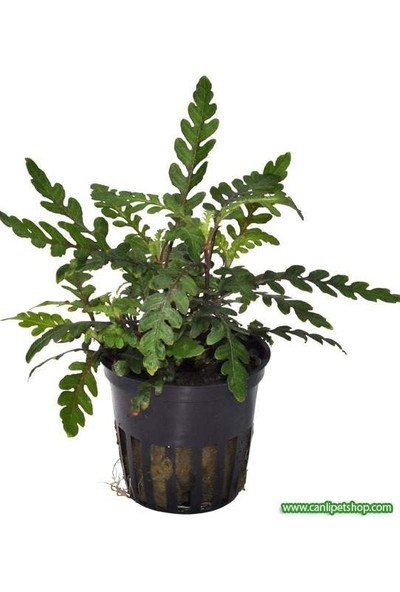 Akvaryum Bitkileri Hygrophila Pinnatifida 1 Saksı Boy 3-6 cm