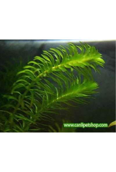 Akvaryum Bitkileri Elodea Densa(Egeria) 5 Kök