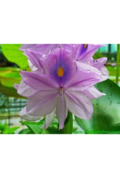 Akvaryum Bitkileri Su Sümbülü 1 Ad 10 cm Çap