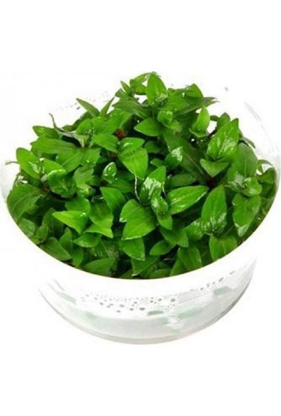 Akvaryum Bitkileri Staurogyne Repens 1 Saksı 8-10 Kök Akvaryum Bitkileri Staurogyne Repens 1 Saksı 8-10 Kök