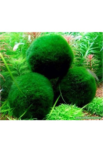 Akvaryum Bitkileri Yosun Topu (Moss Ball) 1 Ad Çap 2 cm Akvaryum Bitkileri Yosun Topu (Moss Ball) 1 Ad Çap 2 cm