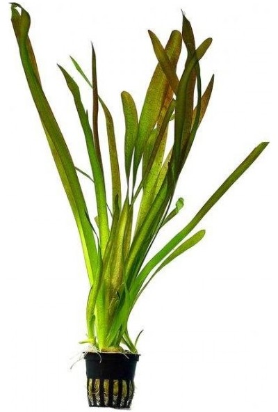 Akvaryum Bitkileri Vallisneria Nana (Saz) 1 Saksı Akvaryum Bitkileri Vallisneria Nana (Saz) 1 Saksı