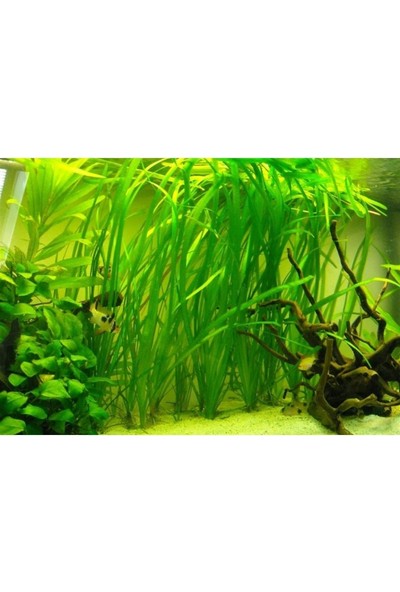 Akvaryum Bitkileri Saz 20 Kök