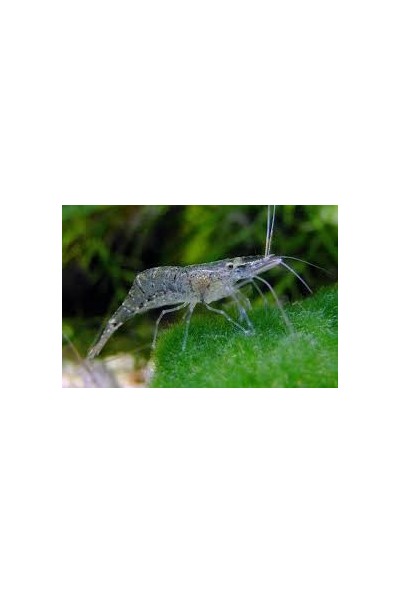 Canlı Petshop Hayalet Karides 5 Adet 1-1.2 cm Canlı Petshop Hayalet Karides 5 Adet 1-1.2 cm