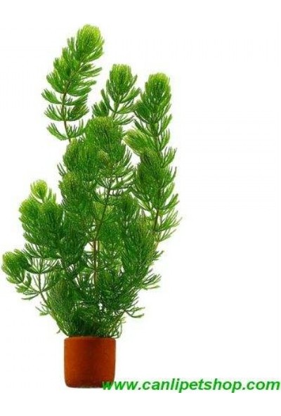 Akvaryum Bitkileri Çam Akvaryum Bitkisi 1 Saksı 5 Kök Akvaryum Bitkileri Çam Akvaryum Bitkisi 1 Saksı 5 Kök