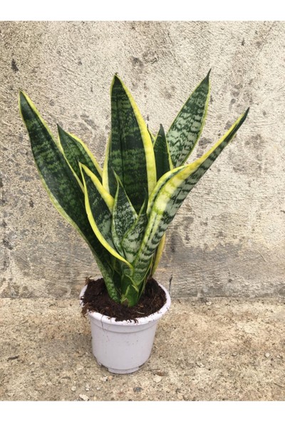 Sağlık Sepeti Kılıç Çiçeği Paşa Kılıcı Sansevaria 25 - 35 cm Ev Ve Ofis Bitkisi Sağlık Sepeti Kılıç Çiçeği Paşa Kılıcı Sansevaria 25 - 35 cm Ev Ve Ofis Bitkisi
