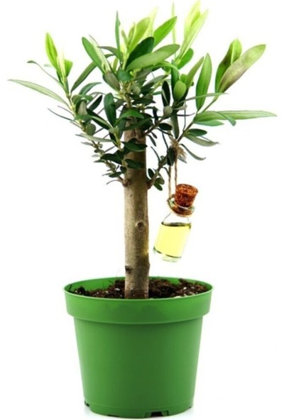 Sağlık Sepeti Zeytin Bonsai (Bonzai Ağacı) 12 cm Saksıda Zeytin Ağacı Ev Ve Ofis Bitkisi Sağlık Sepeti Zeytin Bonsai (Bonzai Ağacı) 12 cm Saksıda Zeytin Ağacı Ev Ve Ofis Bitkisi