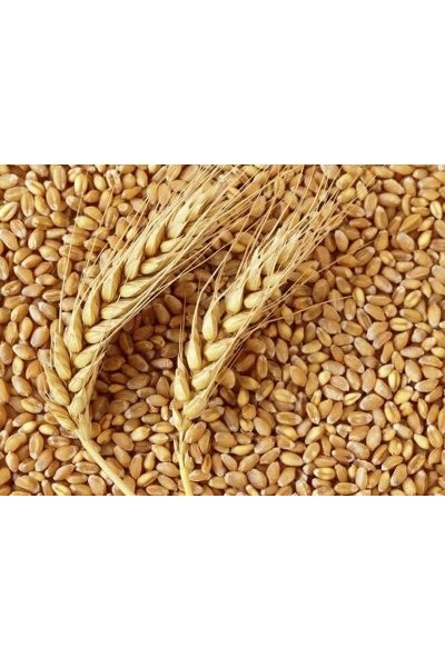 Taşkın Buğday Tavuk Yemi 50 kg