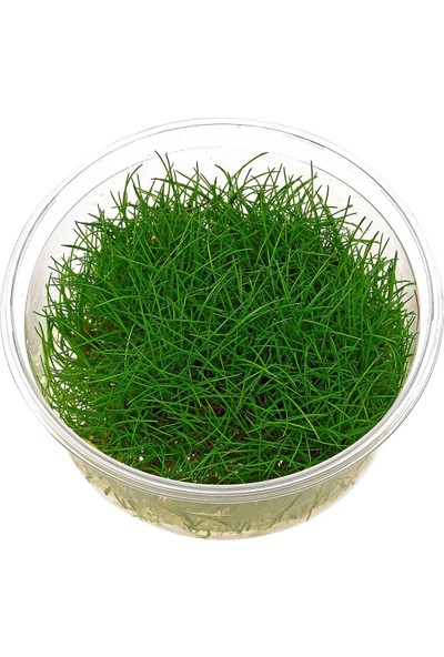 Akvaryum Bitkisi Mini Parvula (In Vitro) Akvaryum Bitkisi Mini Parvula (In Vitro)