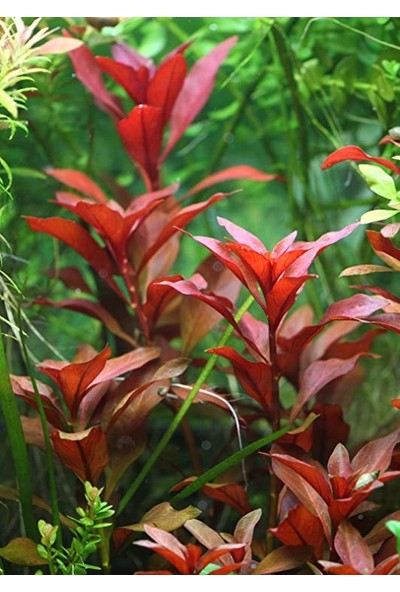 Akvaryum Bitkisi Ludwigia Repens 6 Kök Akvaryum Bitkisi Ludwigia Repens 6 Kök