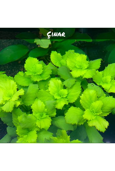 Akvaryum Bitkileri Hygrophila Difformis (Çınar) 6 Kök (Açıklamayı Lütfen Okuyunuz) Akvaryum Bitkileri Hygrophila Difformis (Çınar) 6 Kök (Açıklamayı Lütfen Okuyunuz)