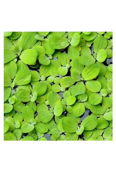 Pistia (Su Marulu) Su Üstü Canlı Bitki 10 Adet Pistia (Su Marulu) Su Üstü Canlı Bitki 10 Adet