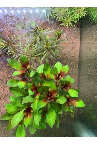 Akvaryum Bitkisi Ludwigia Glandulosa 6 Kök (Kırmızı Gül) Akvaryum Bitkisi Ludwigia Glandulosa 6 Kök (Kırmızı Gül)