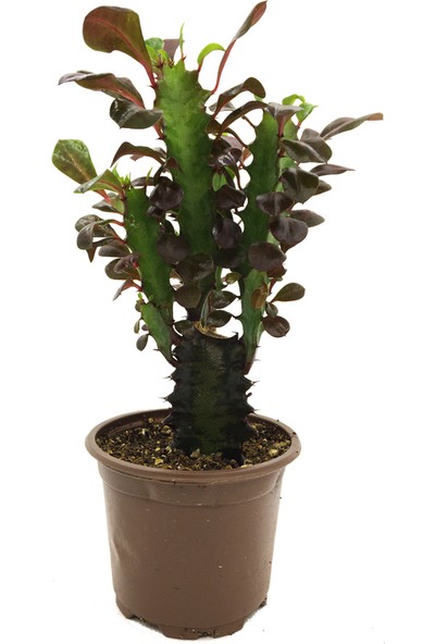 Levant Gerçek Kırmızı Afrikan Süt Ağacı Euphorbia Trigona Levant Gerçek Kırmızı Afrikan Süt Ağacı Euphorbia Trigona