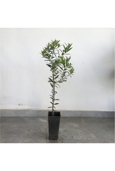 Saksılı Bodur Arbequina Zeytin Fidanı 1 Yaş - 40-60 cm Boy