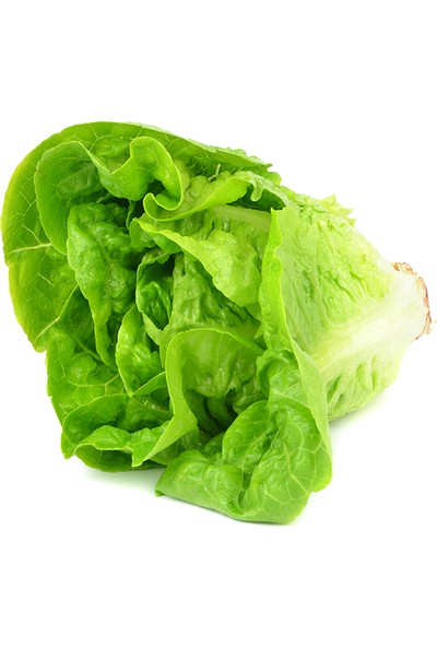 Meyve Ağacım Marul - 5li Meyve Ağacım Marul - 5li