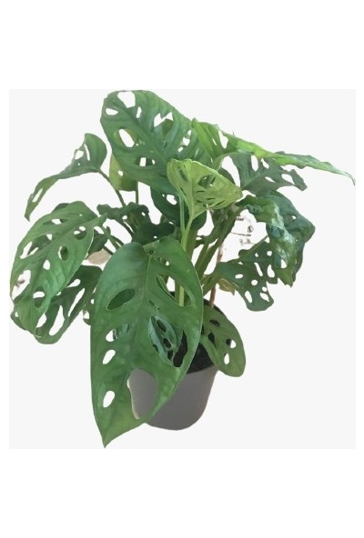 Blush Flower Monstera Monkey Mask - 12CM Blush Flower Monstera Monkey Mask - 12CM