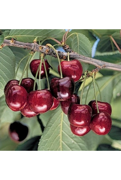 Taskar Peyzaj Tüplü 100 150 cm Regina Kiraz Fidanı