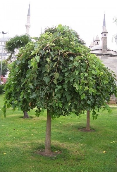 Taskar Peyzaj Salkım-Şemsiye(Ters) Dut Fidanı (Aşılı - Saksılı)