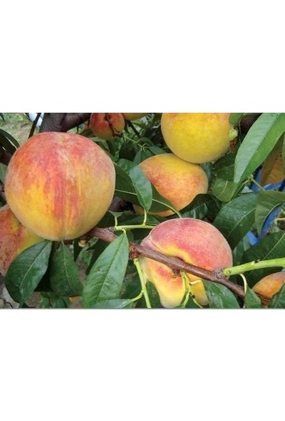Taskar Peyzaj Bursa Yarma Şeftali Fidanı Aşılı - 2 Yaş Tüplü 120-150 cm Taskar Peyzaj Bursa Yarma Şeftali Fidanı Aşılı - 2 Yaş Tüplü 120-150 cm