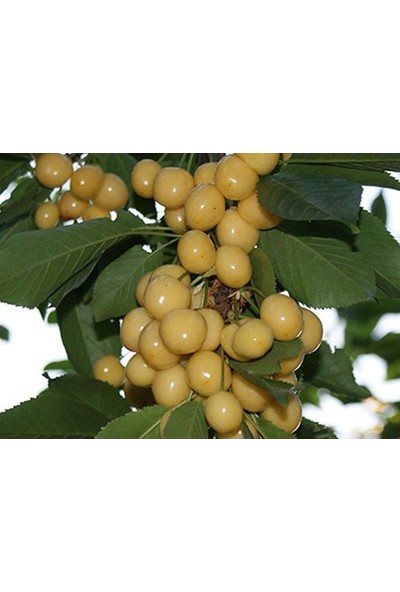 Taskar Peyzaj Beyaz Kiraz Fidanı ( Aşılı - 2 Yaş ) - Tüplü - 100-150 cm