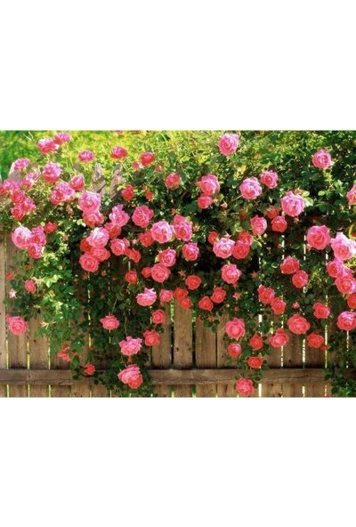 Taskar Peyzaj Isparta Kokulu Sarmaşık Gül Fidanı