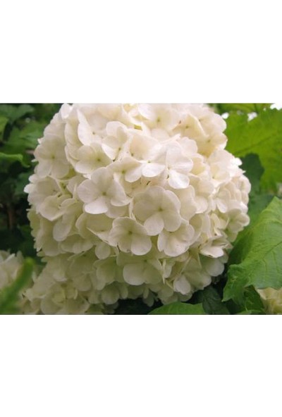 Taskar Peyzaj Kartopu Çiçeği 2 Yaş Tüplü Fidan