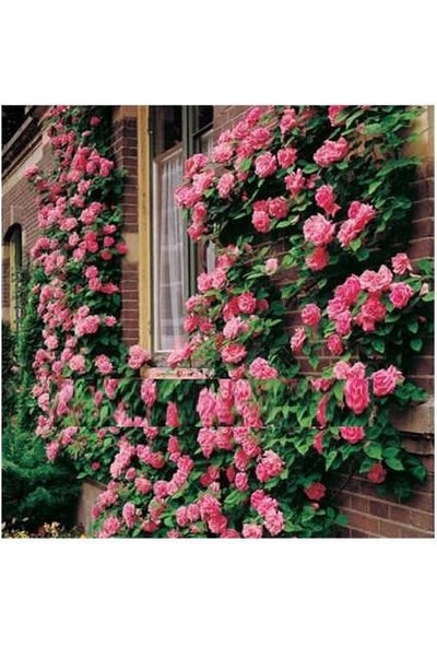 Taskar Peyzaj Pembe Kokulu Sarmaşık Gül Fidanı 120-150
