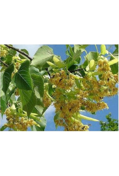 Taskar Peyzaj Ihlamur Fidanı Fidanı ( 2 Yaş - Tüplü ) 100-150 cm