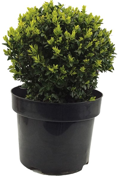 Taskar Peyzaj Şimşir Fidanı ( 2 Yaş - Tüplü ) Taskar Peyzaj Şimşir Fidanı ( 2 Yaş - Tüplü )