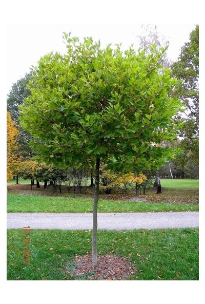 Taskar Peyzaj Çınar Fidanı ( 2 Yaş - 120 160 cm )