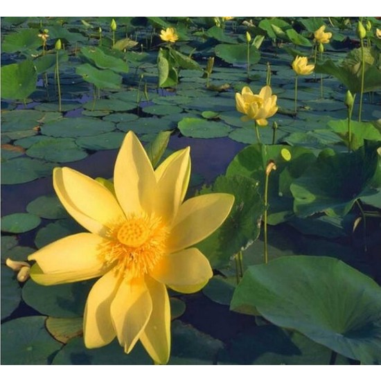 Akvaryum Bitkileri Nilüfer Nuphar Japonica Fiyatı