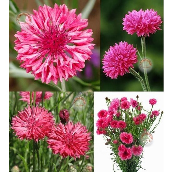 Zengarden Kırmızı Peygamber Çiçeği Tohumu Centaurea Cyanus Fiyatı